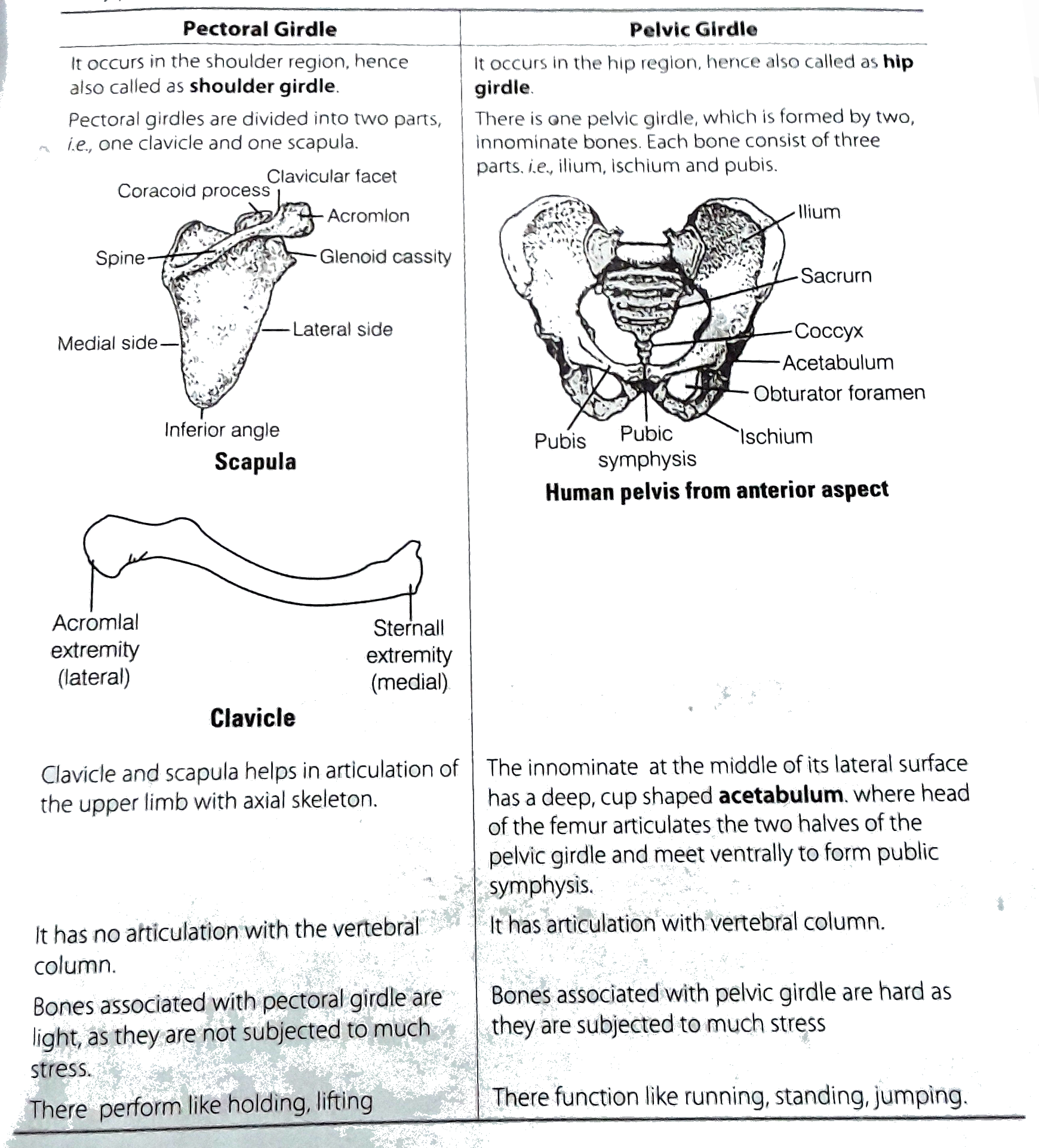 Pectoral And Pelvic Girdle