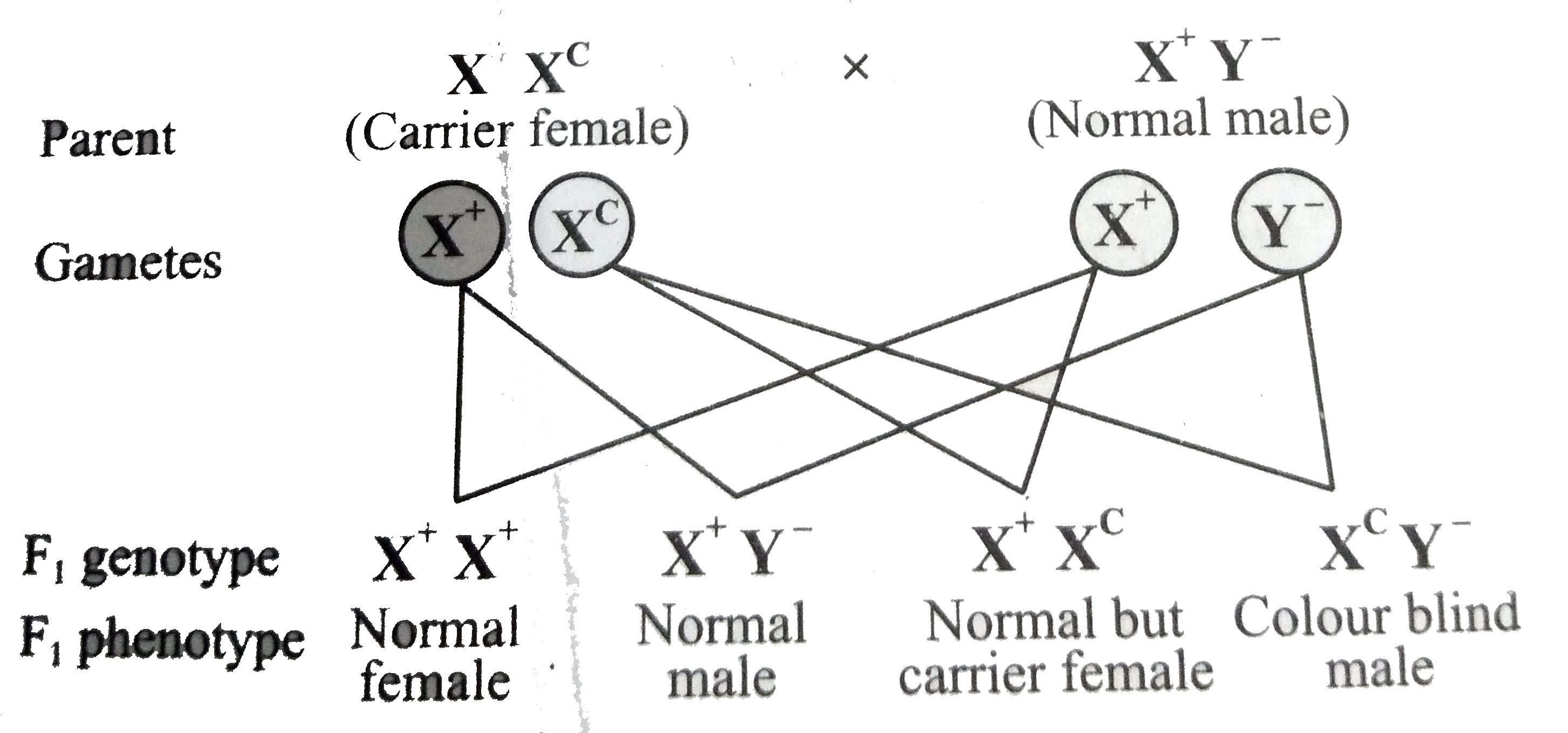 Normal Male Genotype