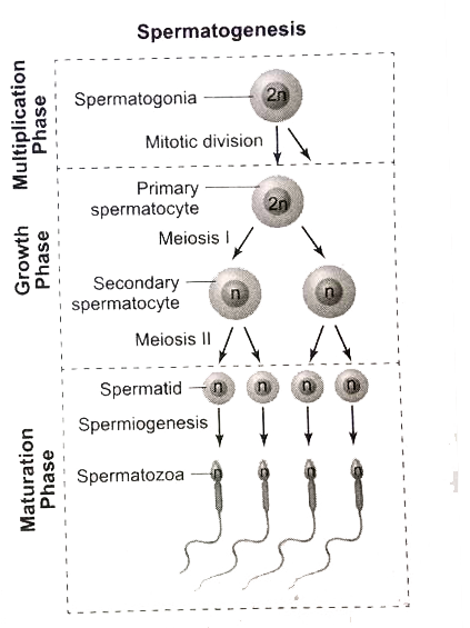 Spermatogenesis Diagram