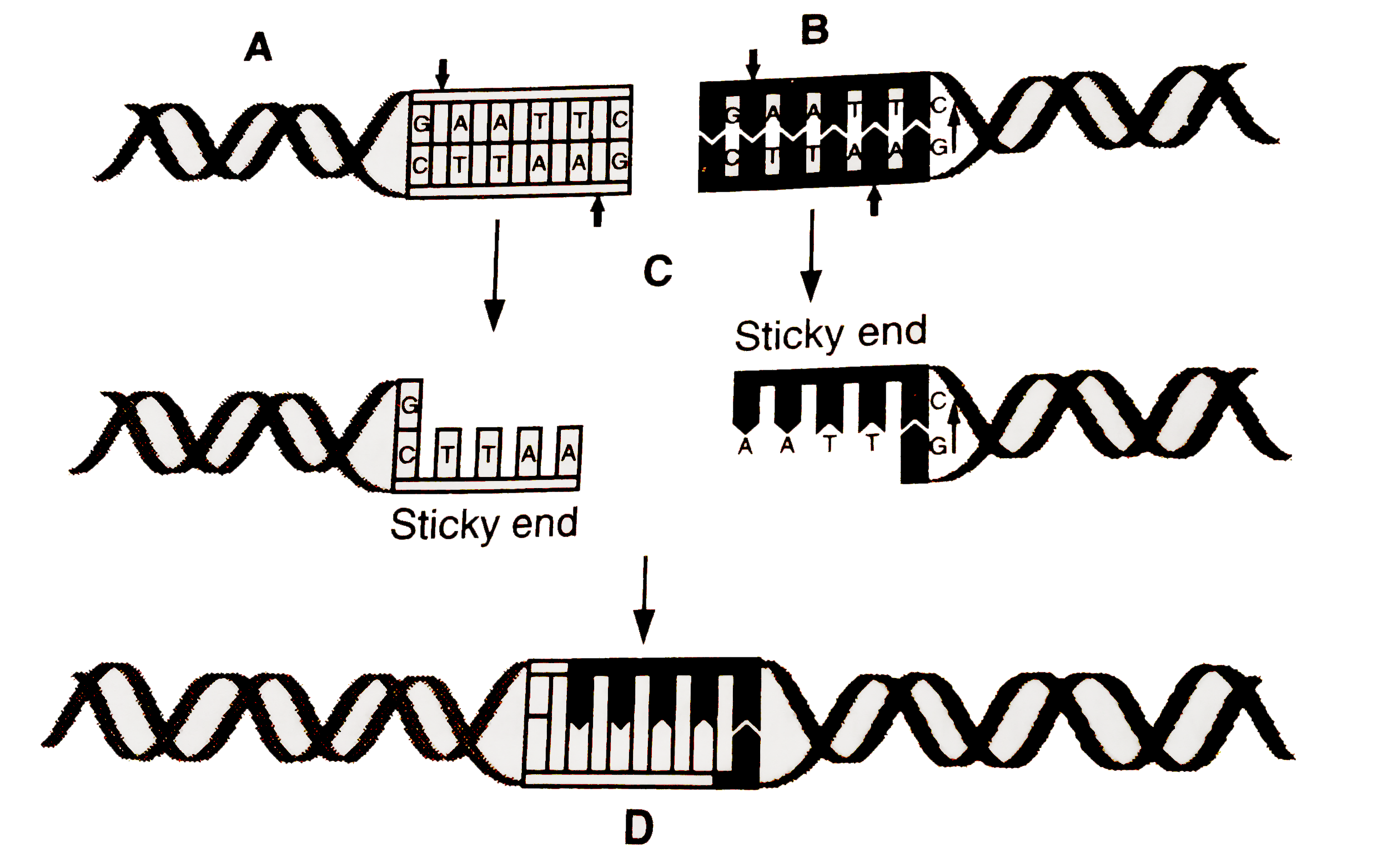 A Recombinant Dna B Foreigh Dna C Eco Ri D Vector Dna