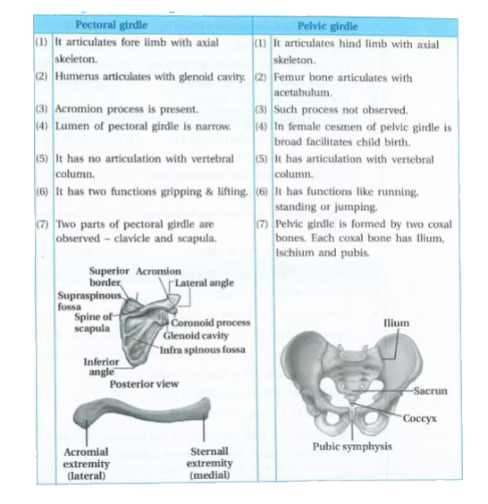 Solution Pectoral Girdle And Pelvic Girdle Studypool