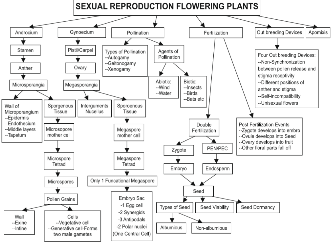 Chapter 2 Sexual Reproduction In Flowering Plants Class 12 Biology