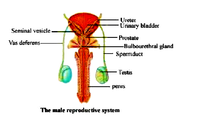 Draw A Labeled Diagram Of Male Reproductive System