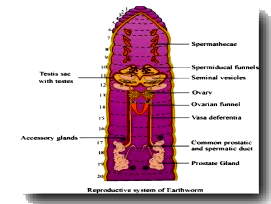 Draw A Labelled Diagram Of The Reproductive Organs Of An Earthworm