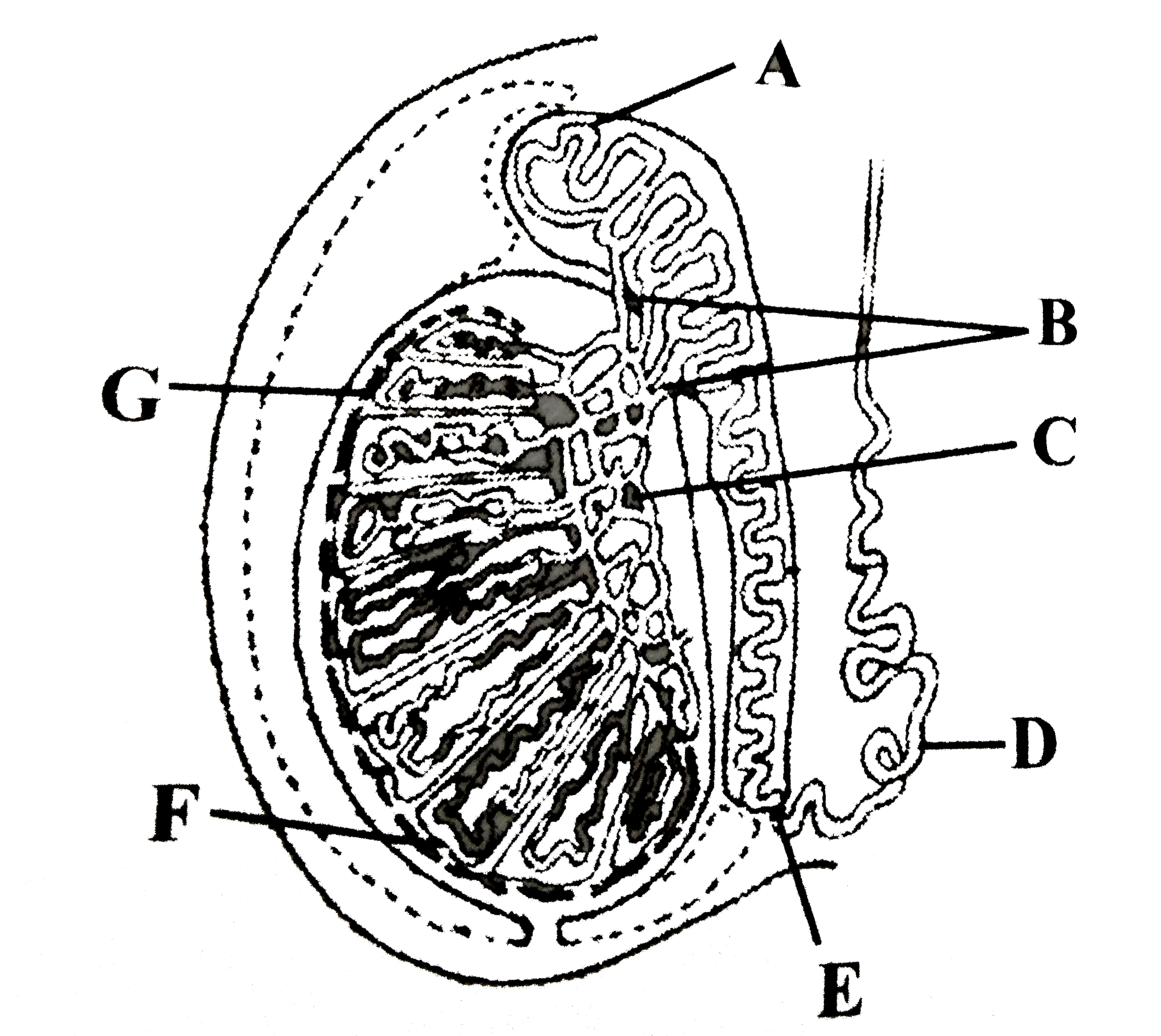 10 Labelled Diagram Of Testis Chelseaorrin