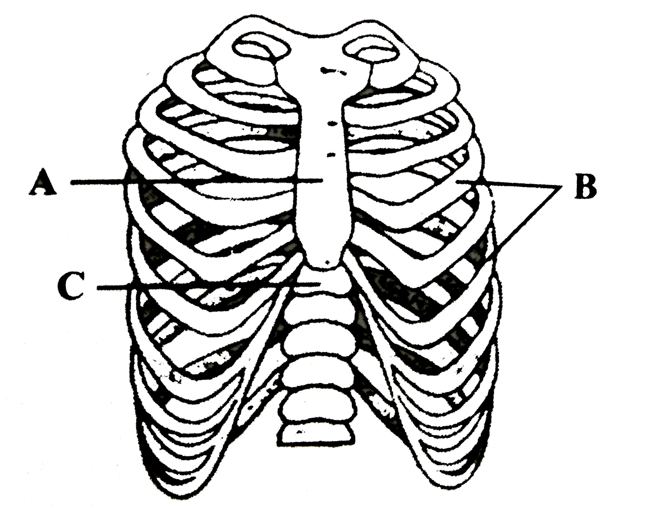 Rib Cage Labeled Biological Drawings Labelled Of The Human Thoracici