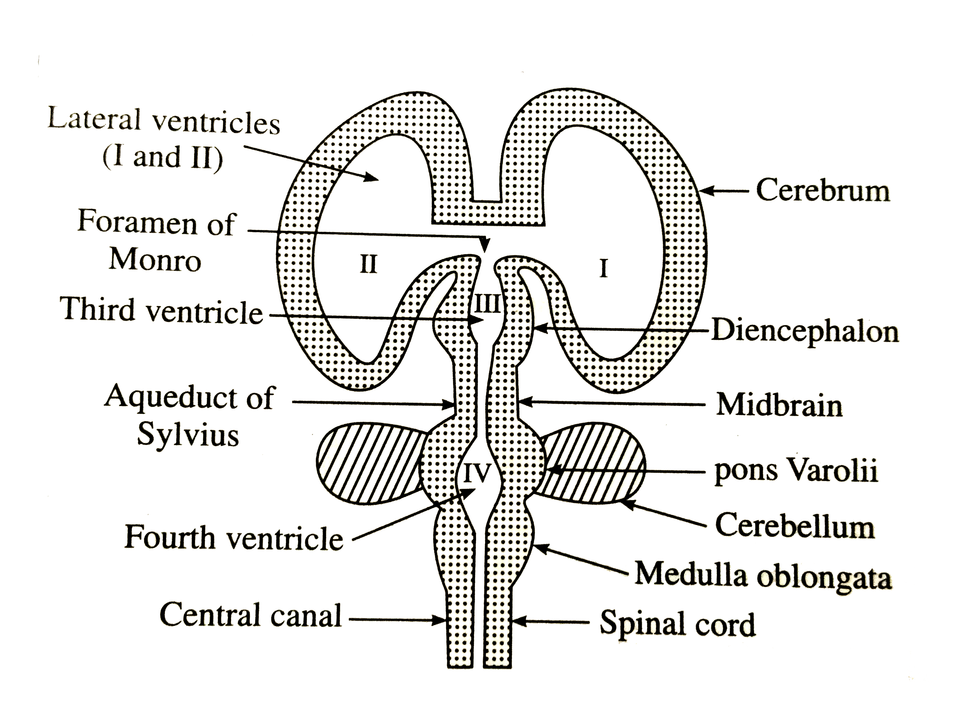 Ventricles Of The Brain Explained With A Diagram Bodytomy