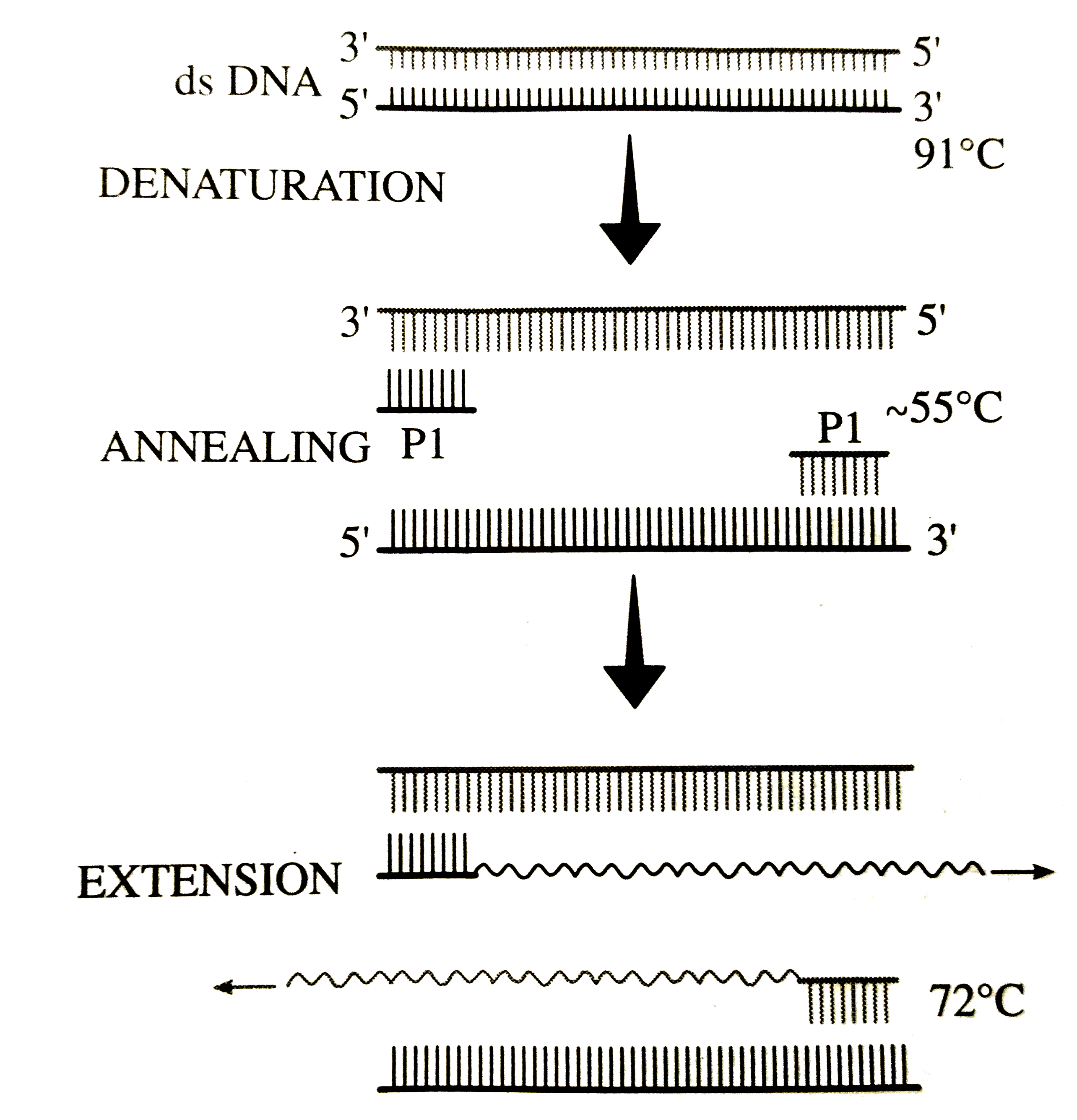 Describe The Steps Of Pcr Technique