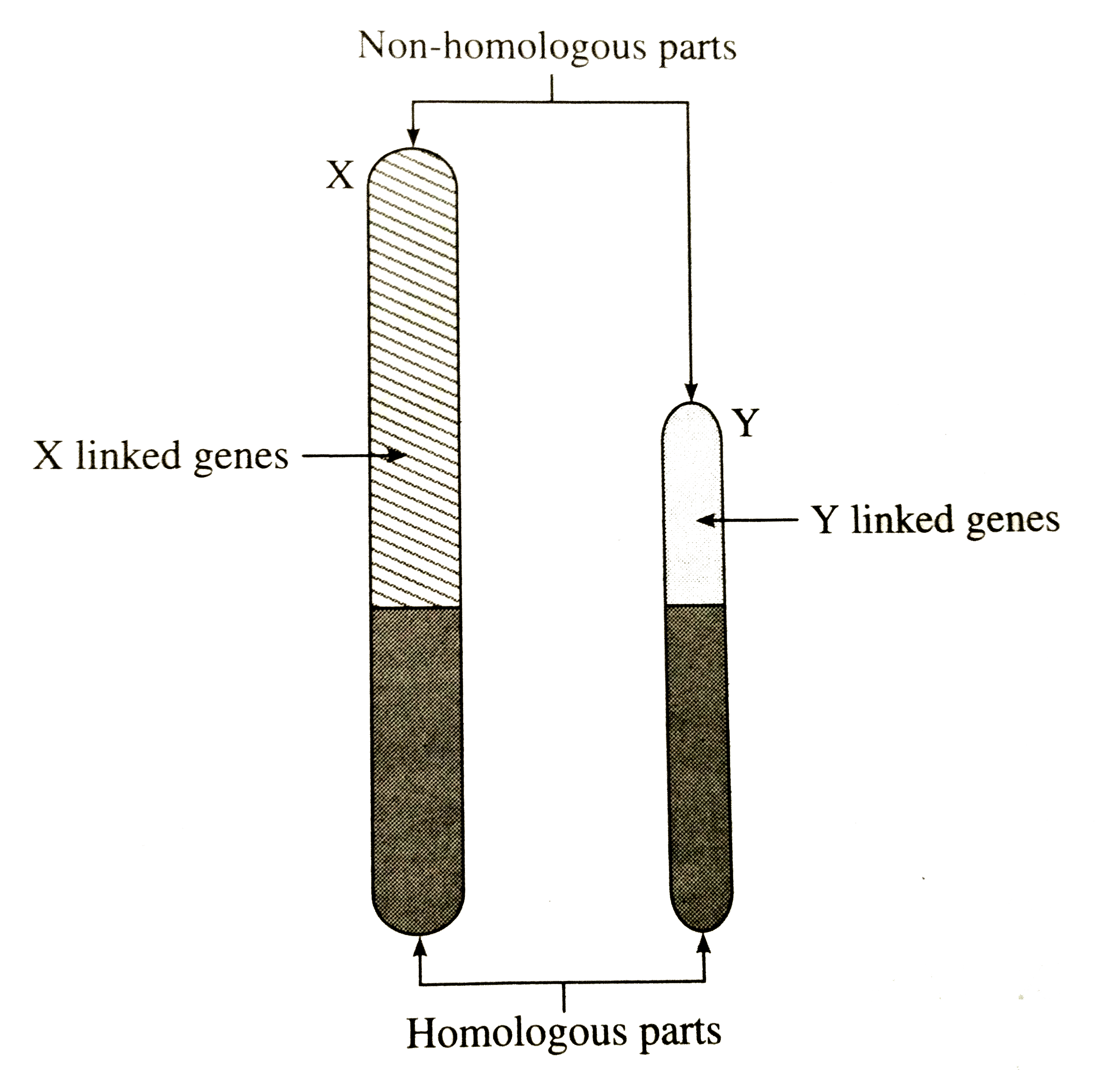 Describe The Structure Of Sex Chromosomes