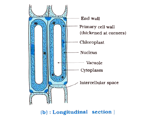 Draw Labelled Diagram Of Transverse And Longitudinal Section Of Porn