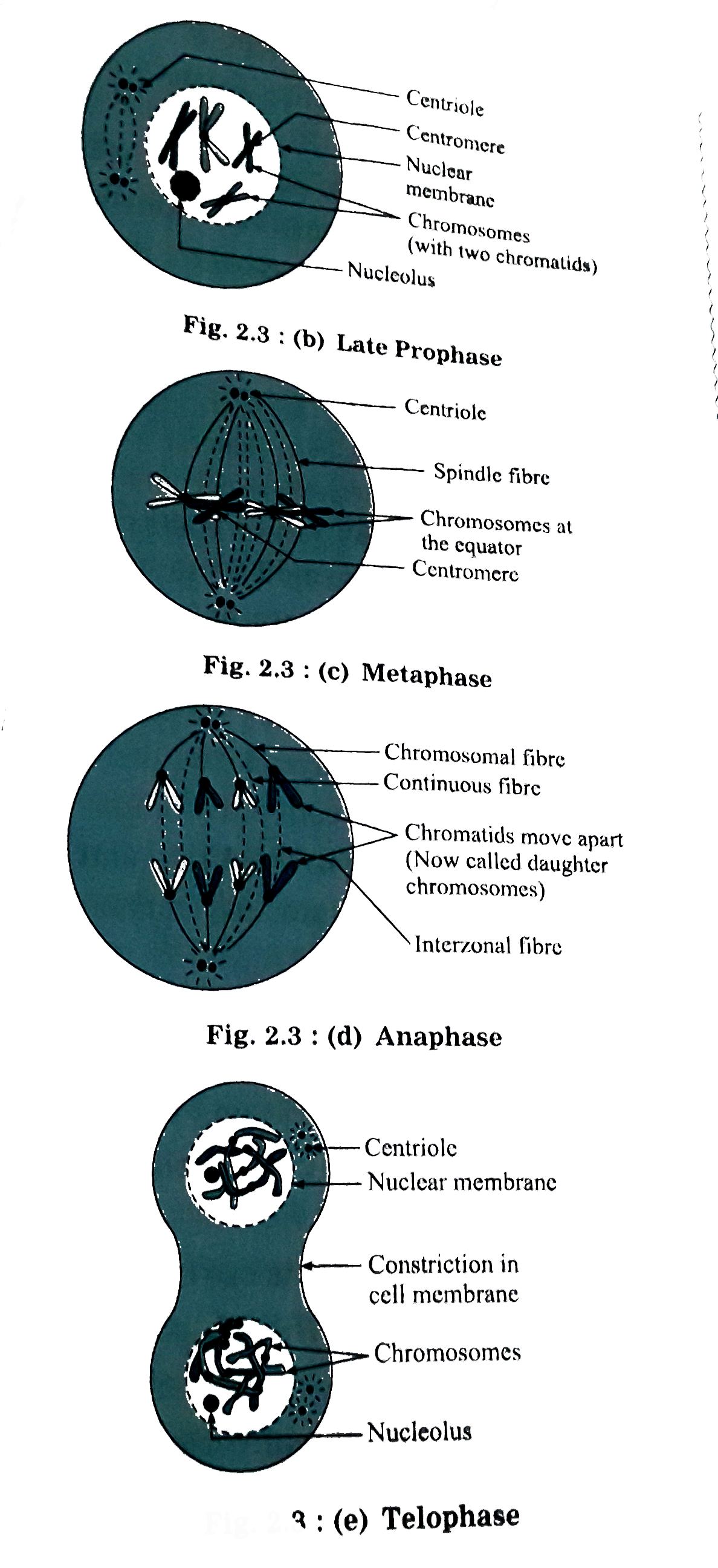 Mitosis Diagram And Explanation