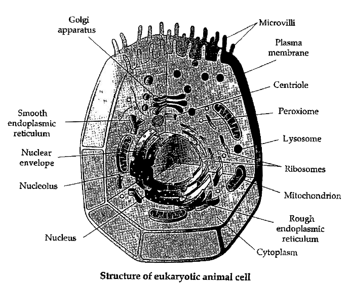 Draw A Well Labelled Diagram Of A Eukaryotic Cell