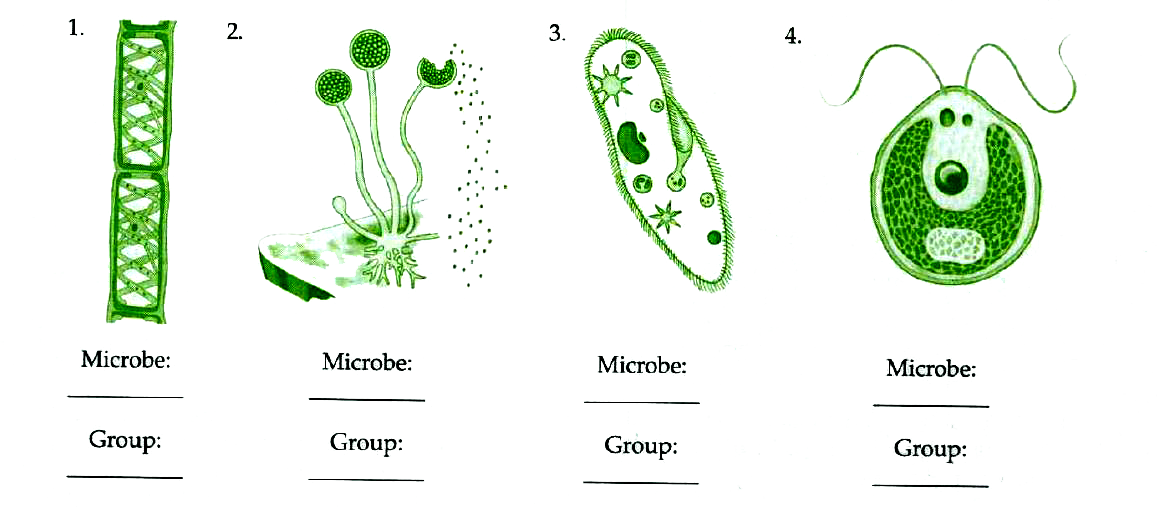 Name Each Microorganism Shown Below Also State The Group To Which Eac