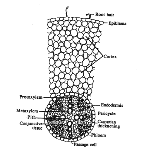 8 Draw A Labelled Diagram Of T S Of Dicot Stem What A