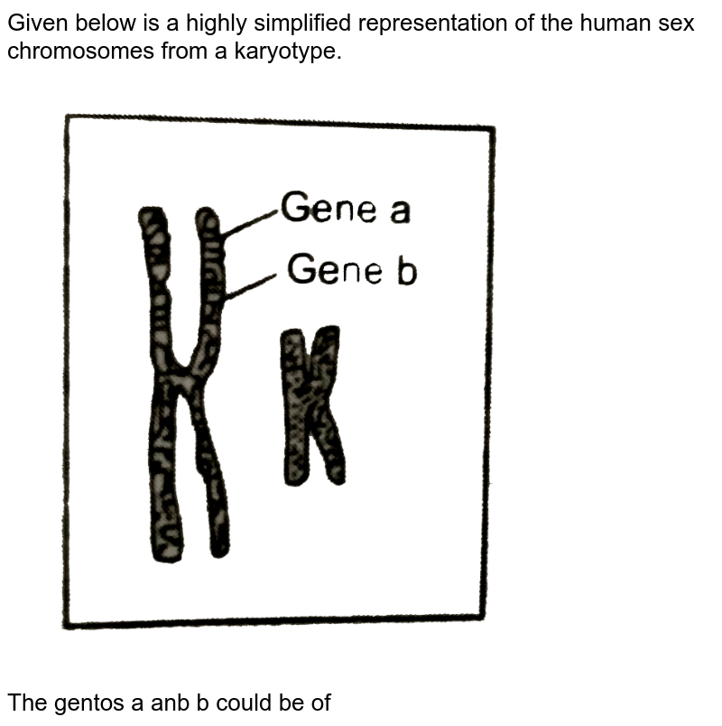 Given Below Is A Highly Simplified Representation Of The Human Se