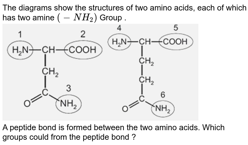 Peptide Bond Is Formed Between Two Amino Acids Through