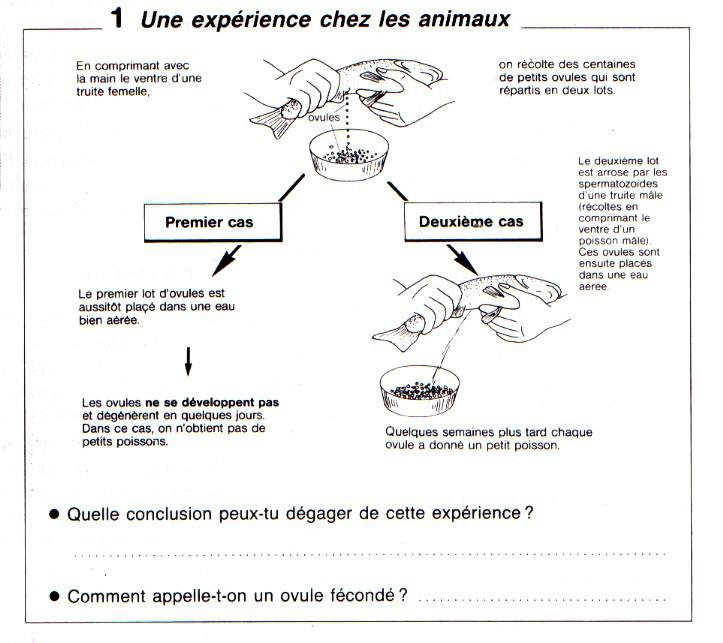 La Reproduction Animale Par Edumoov Jenseignefr