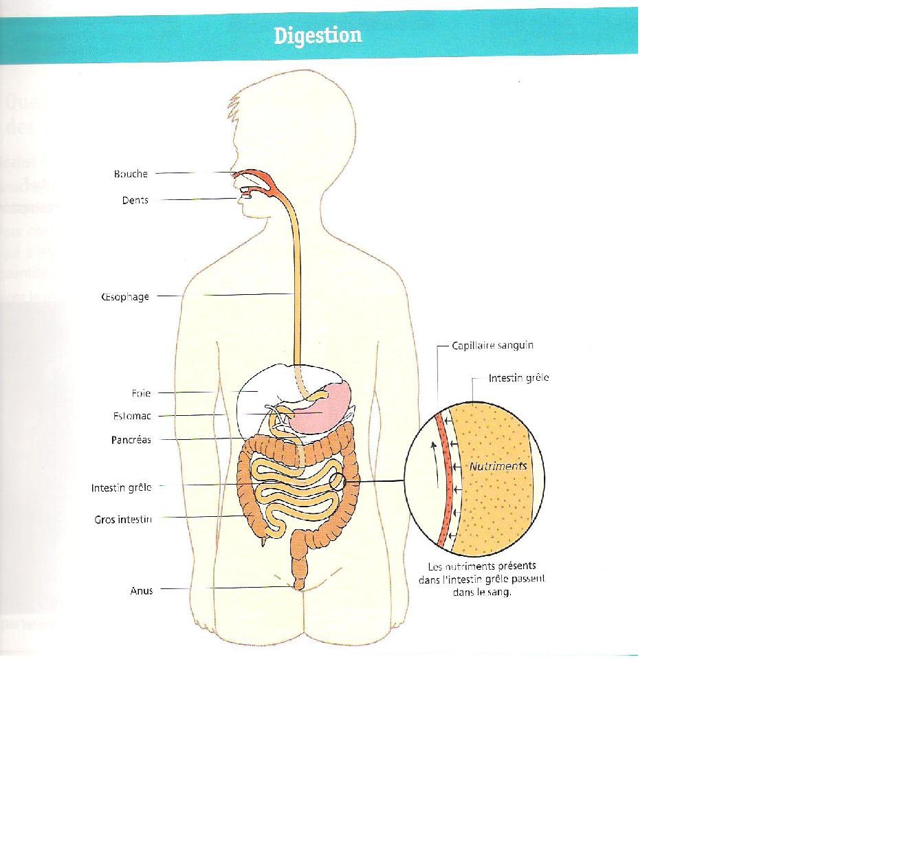 La Digestion Par Edumoov Jenseignefr