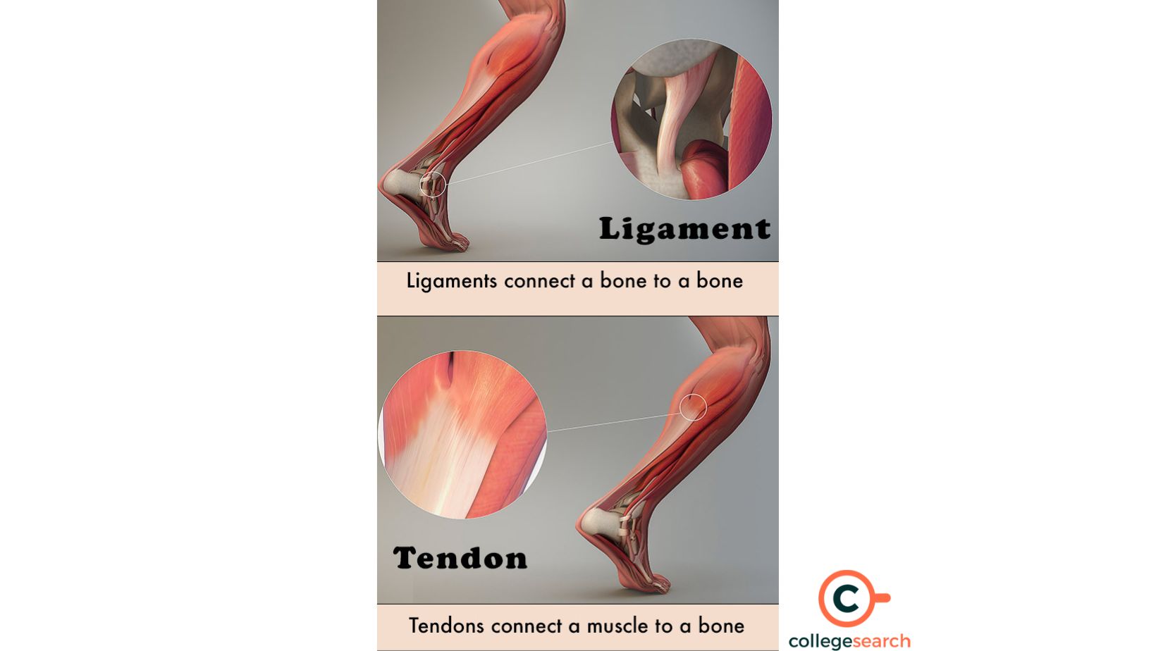 Difference Between Tendon And Ligament Definitions Functional