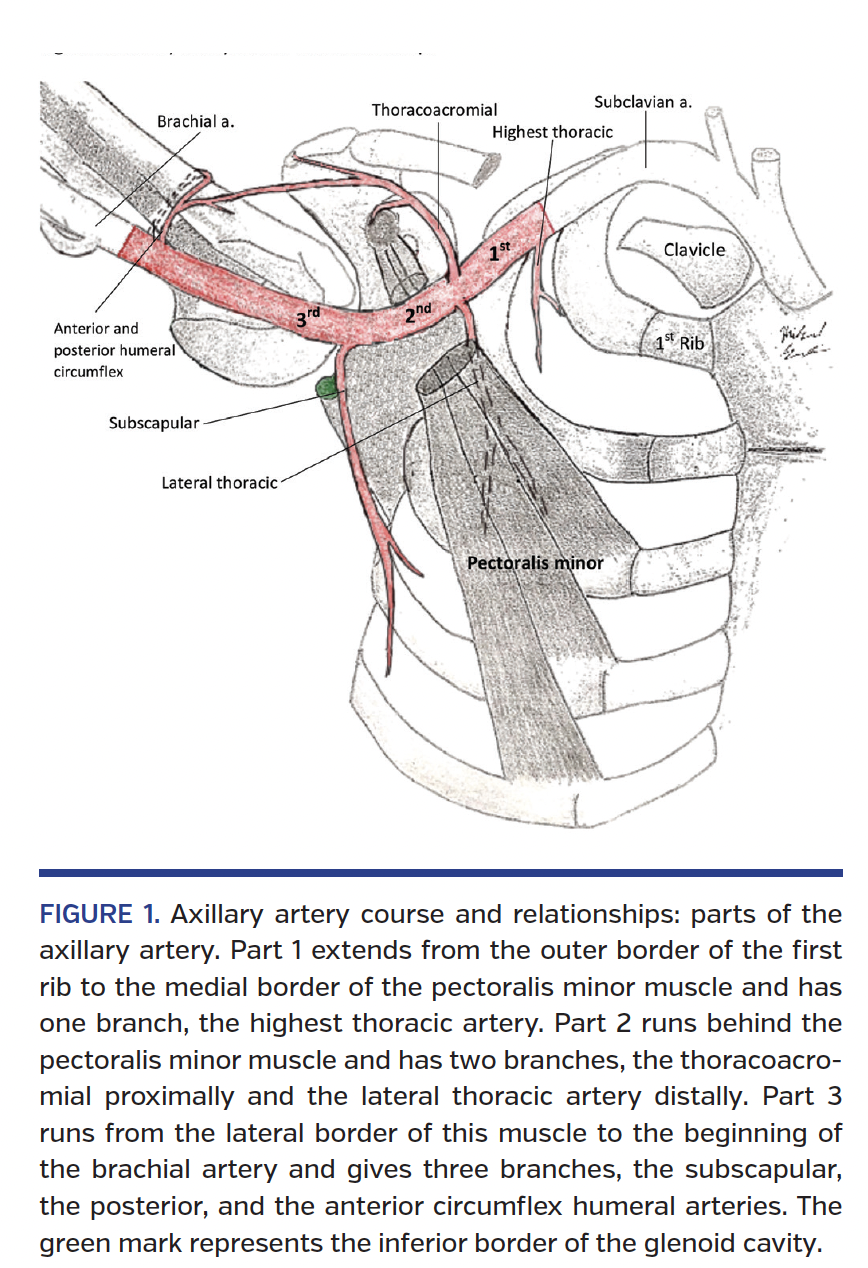 Suggested Bony Landmarks For Safe Axillary Artery Access