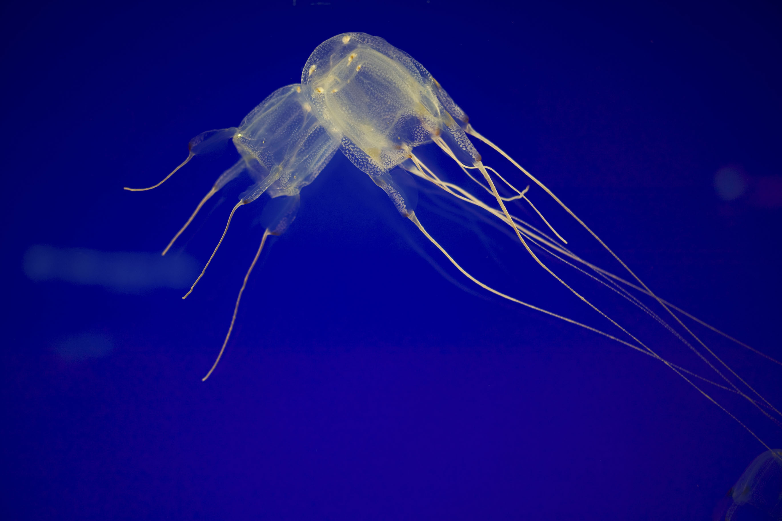 Stingers And Blooms The Weird World Of Jellyfish