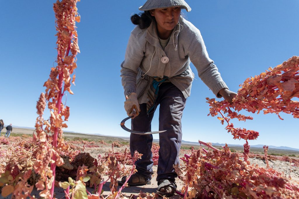 How Is Bobs Red Mill Quinoa Grown See Harvest Photos In Bolivia