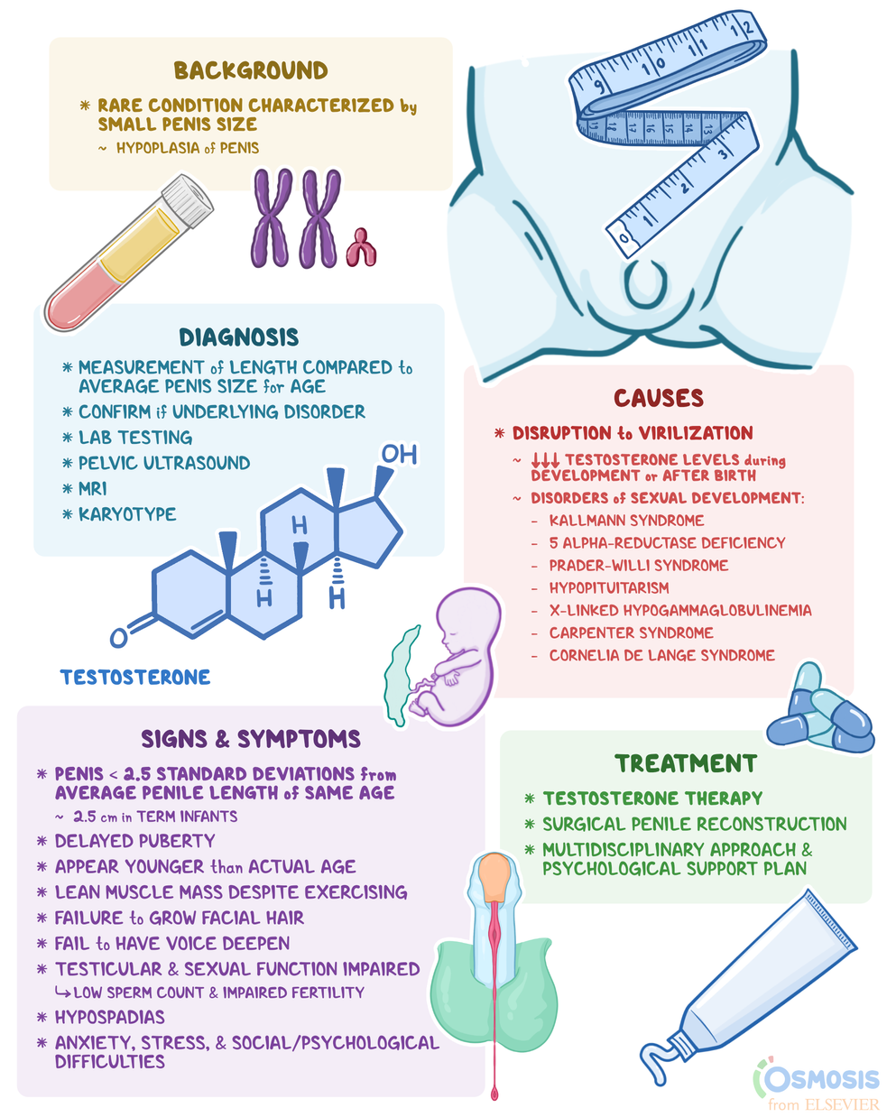 Micropenis What Is It Causes Diagnosis And More Osmosis