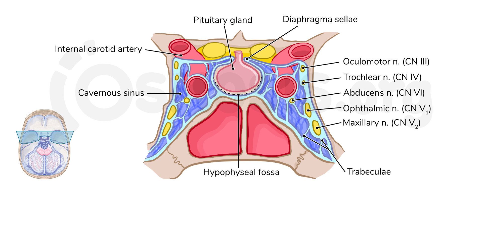 Anatomy Of The Cranial Meninges And Dural Venous Sinuses Osmosis