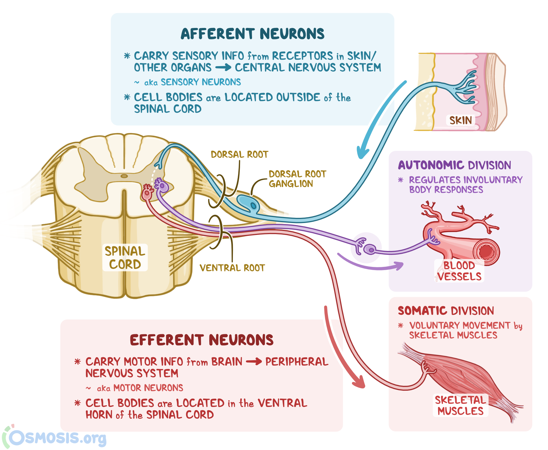 Sensory Neuron Cell Body