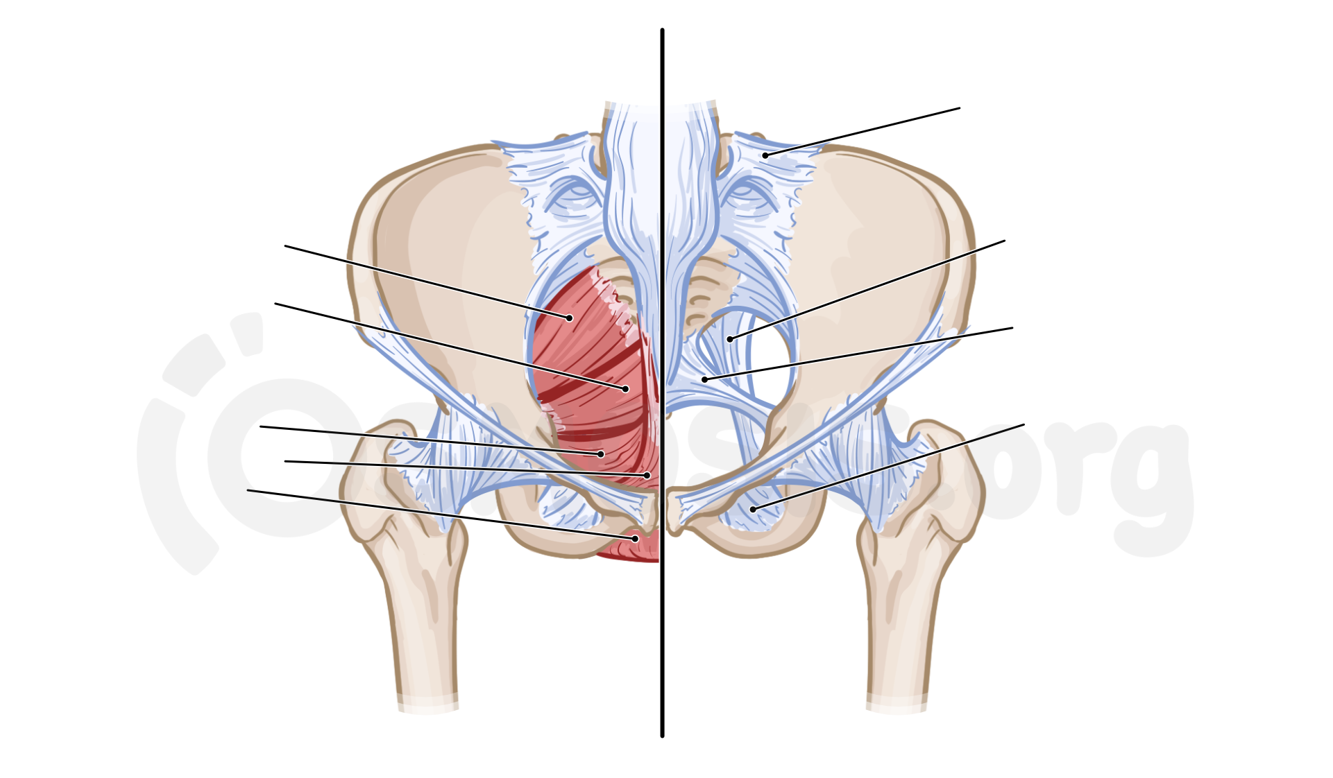 Anatomy Of The Pelvic Cavity Osmosis