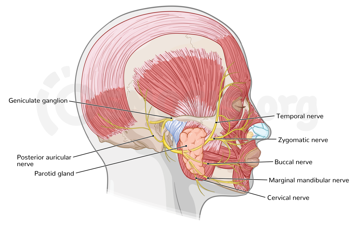 Anatomy Of The Facial Nerve Cn Vii Osmosis