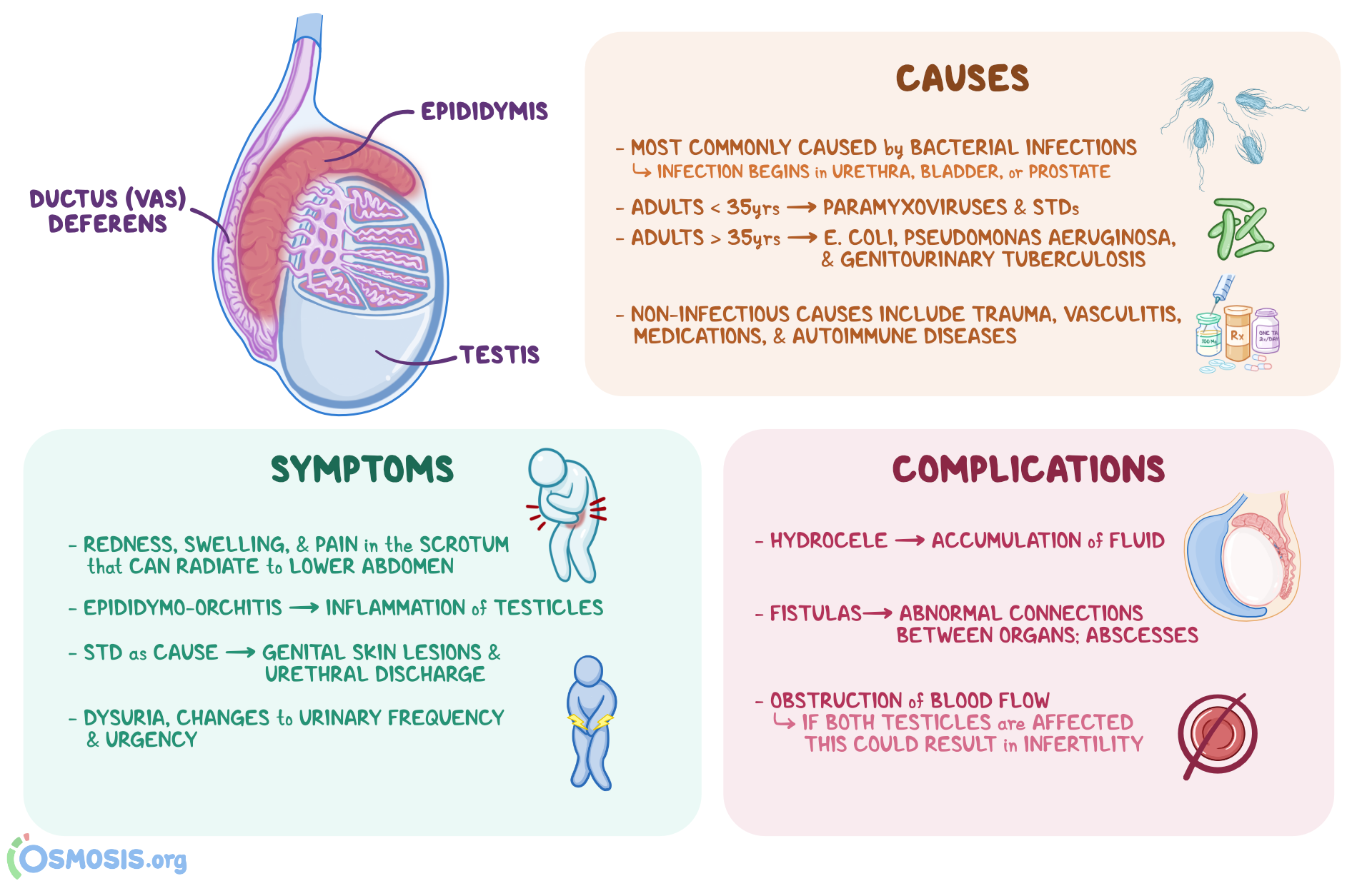 Epididymitis What Is It Symptoms Causes Diagnosis Treatment And