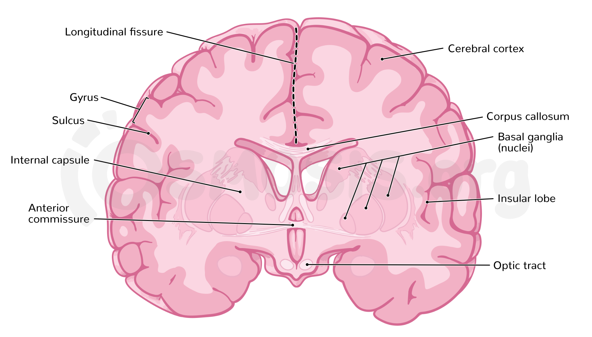 Anatomy Of The Cerebral Cortex Osmosis