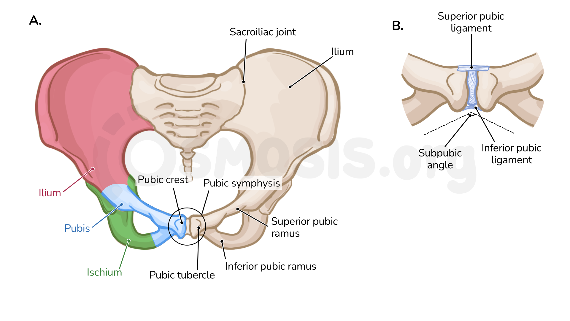 Anatomy Of The Pelvic Girdle Osmosis