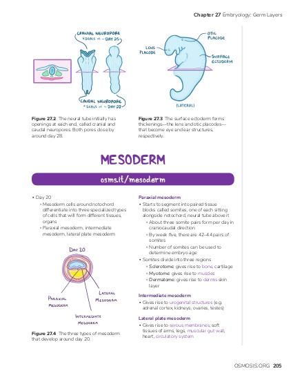 Mesoderm Video Causes And Meaning Osmosis