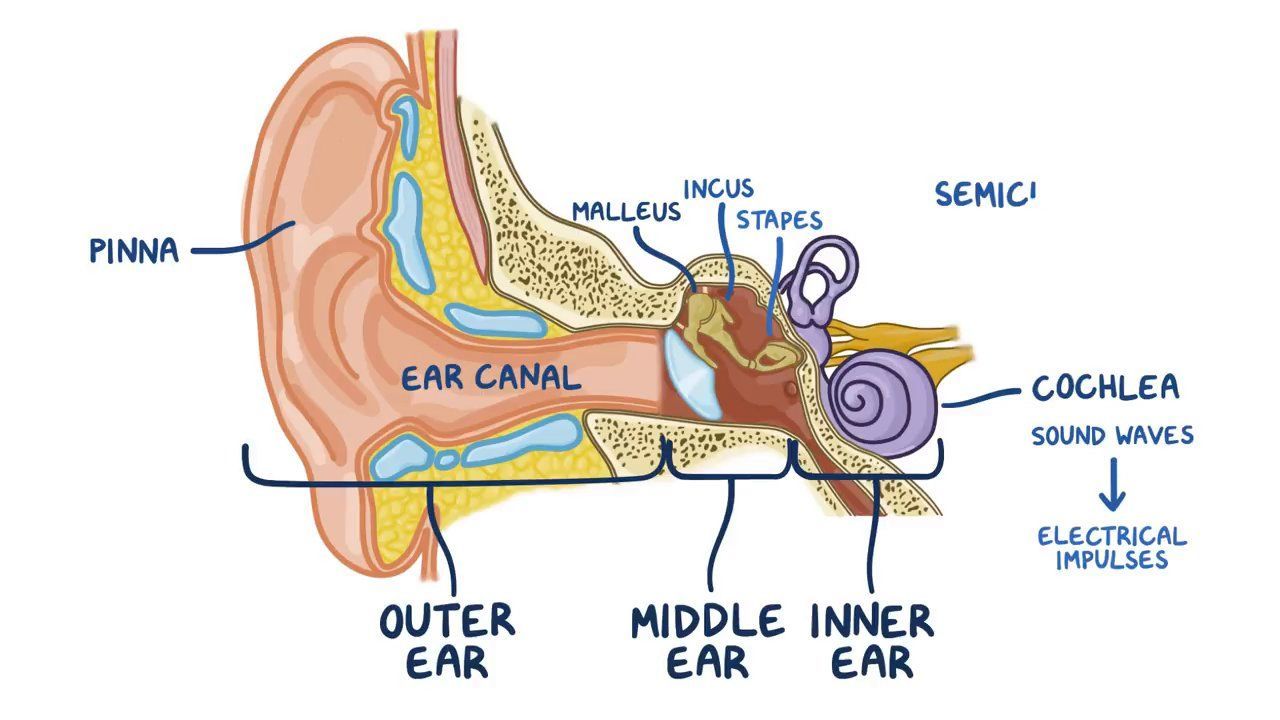 Anatomy And Physiology Of The Ear Osmosis