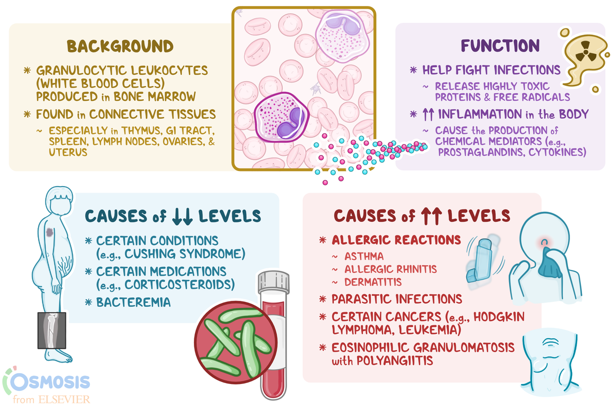 High Eosinophils Causes And Symptoms