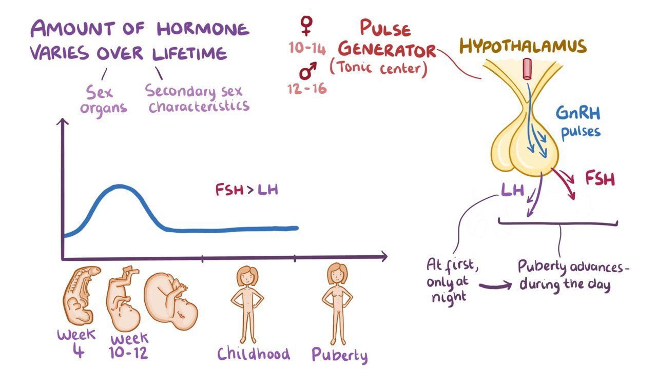 Puberty And Tanner Staging Osmosis