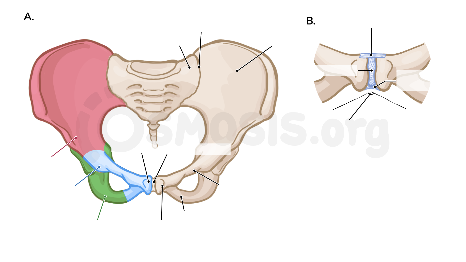 Anatomy Of The Pelvic Girdle Osmosis