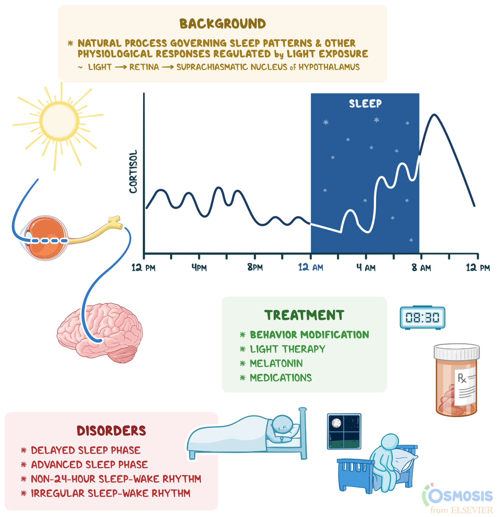 Circadian Rhythm What Is It How It Works Why Its Important And More