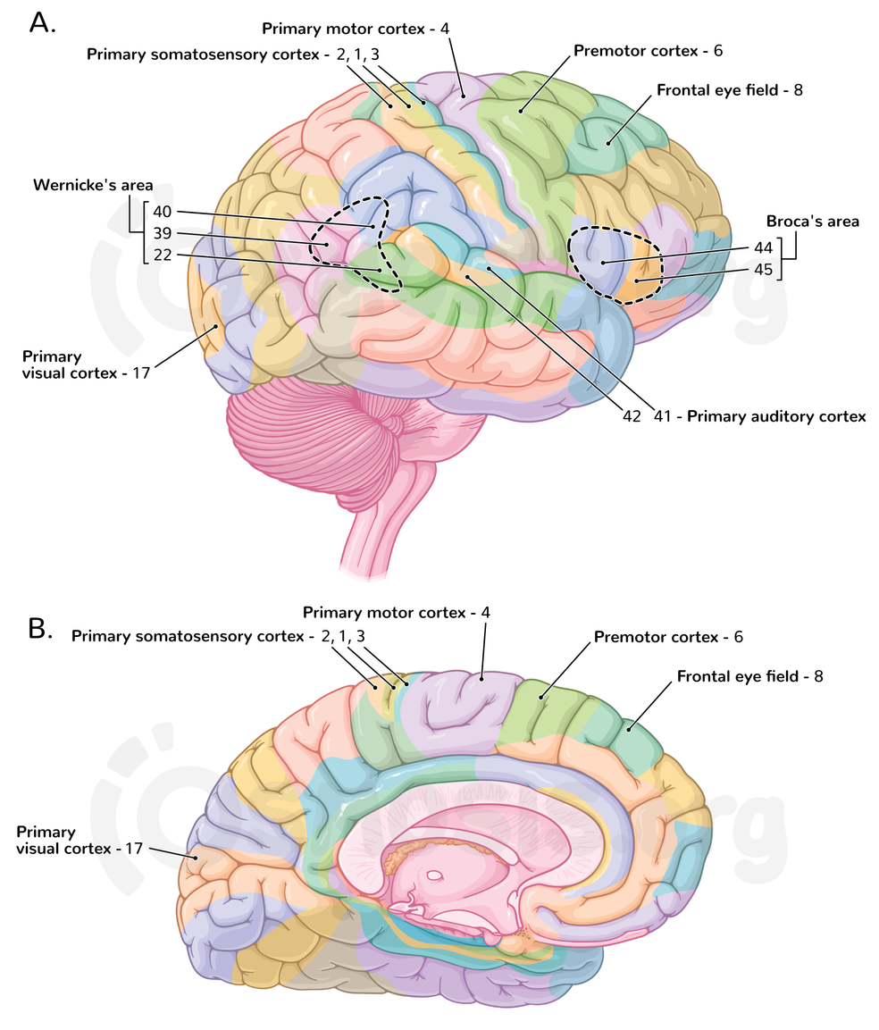 Anatomy Of The Cerebral Cortex Osmosis