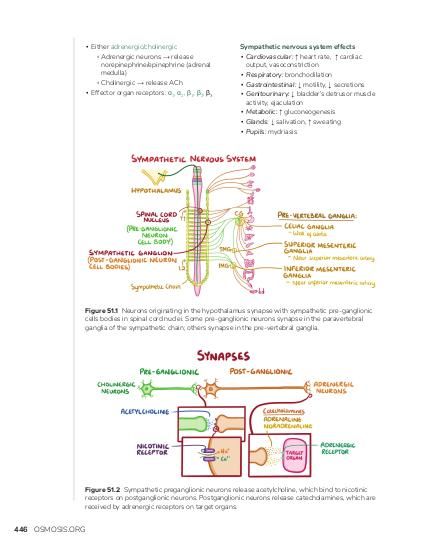 Cholinergic Receptors Video Causes And Meaning Osmosis