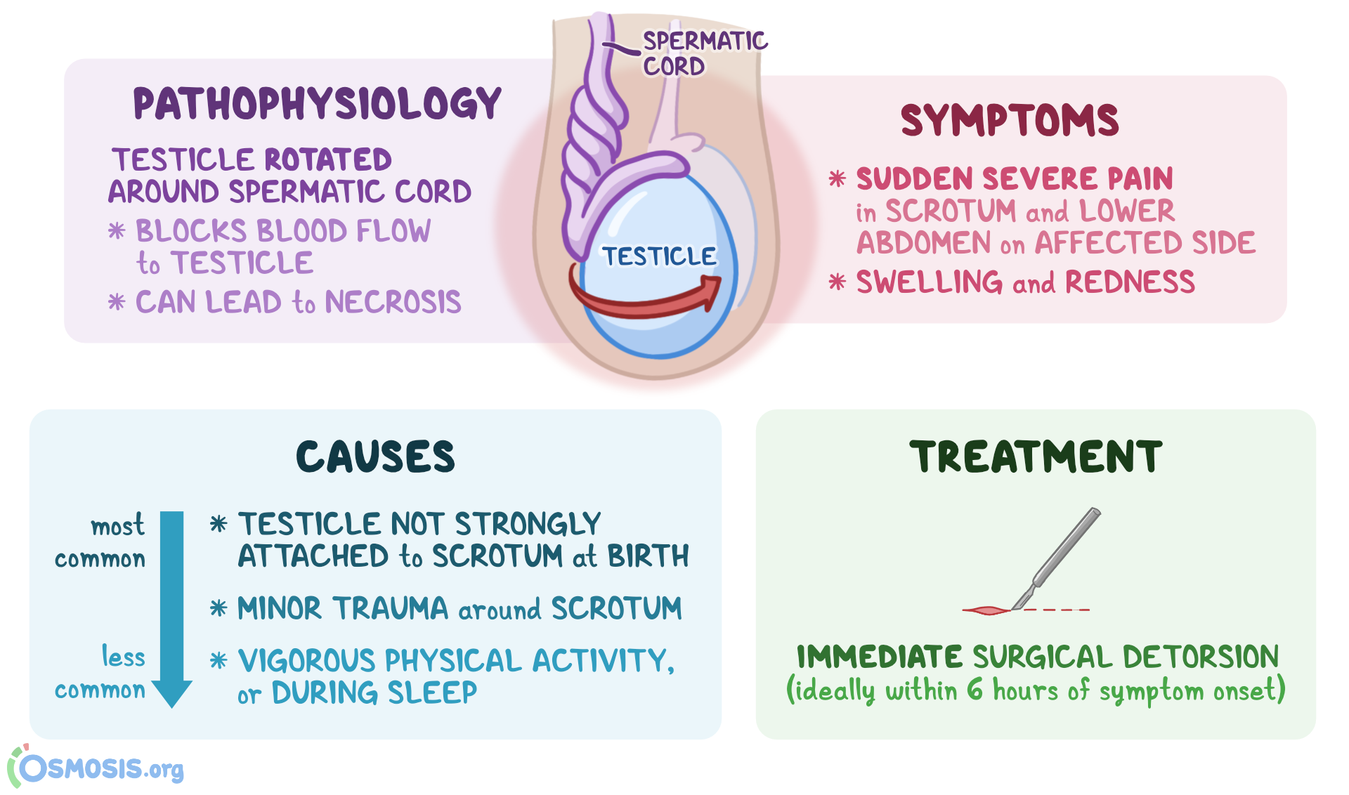 Testicular Torsion What Is It Causes Pain Appearance Treatment