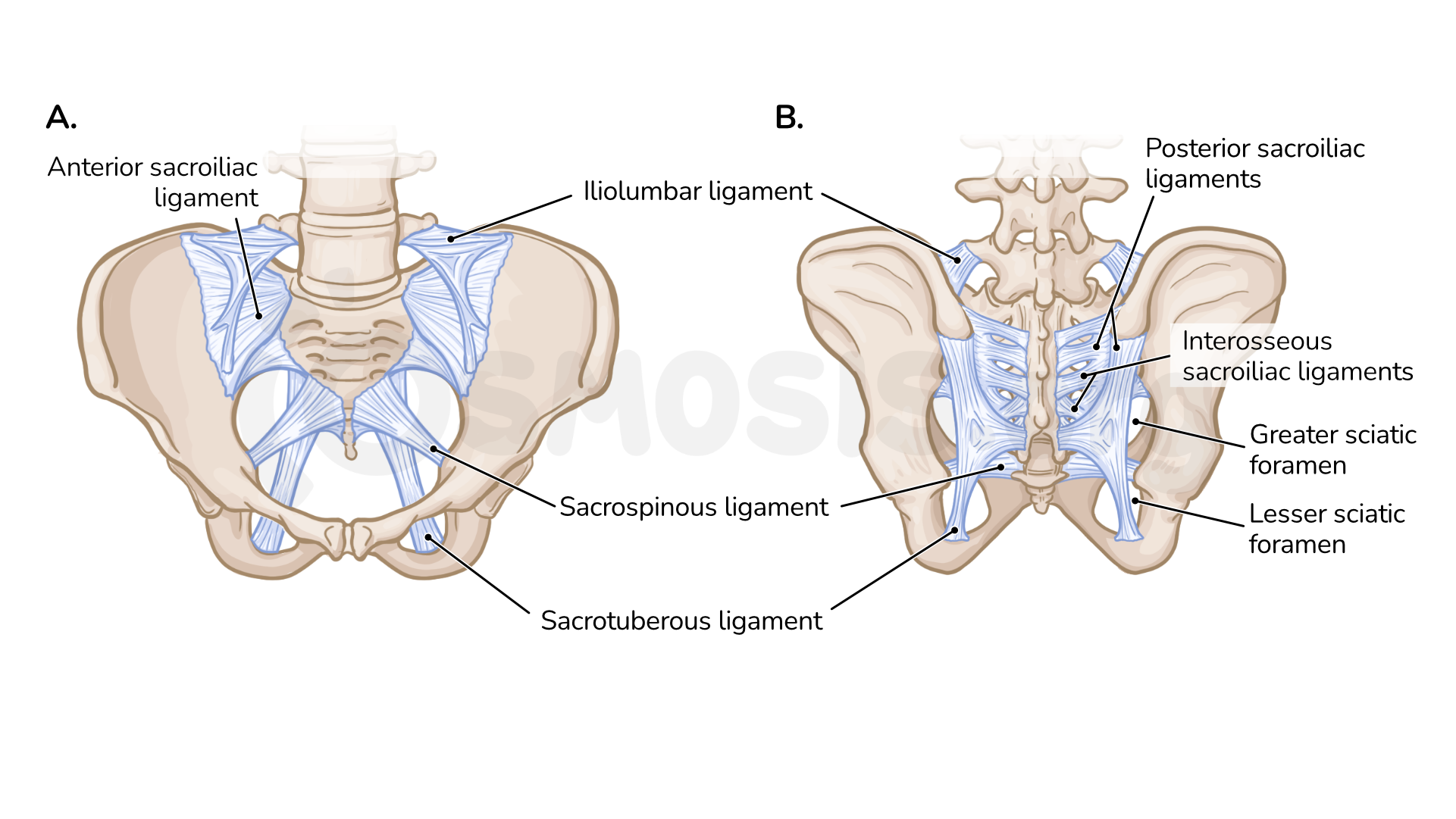 Anatomy Of The Pelvic Girdle Osmosis