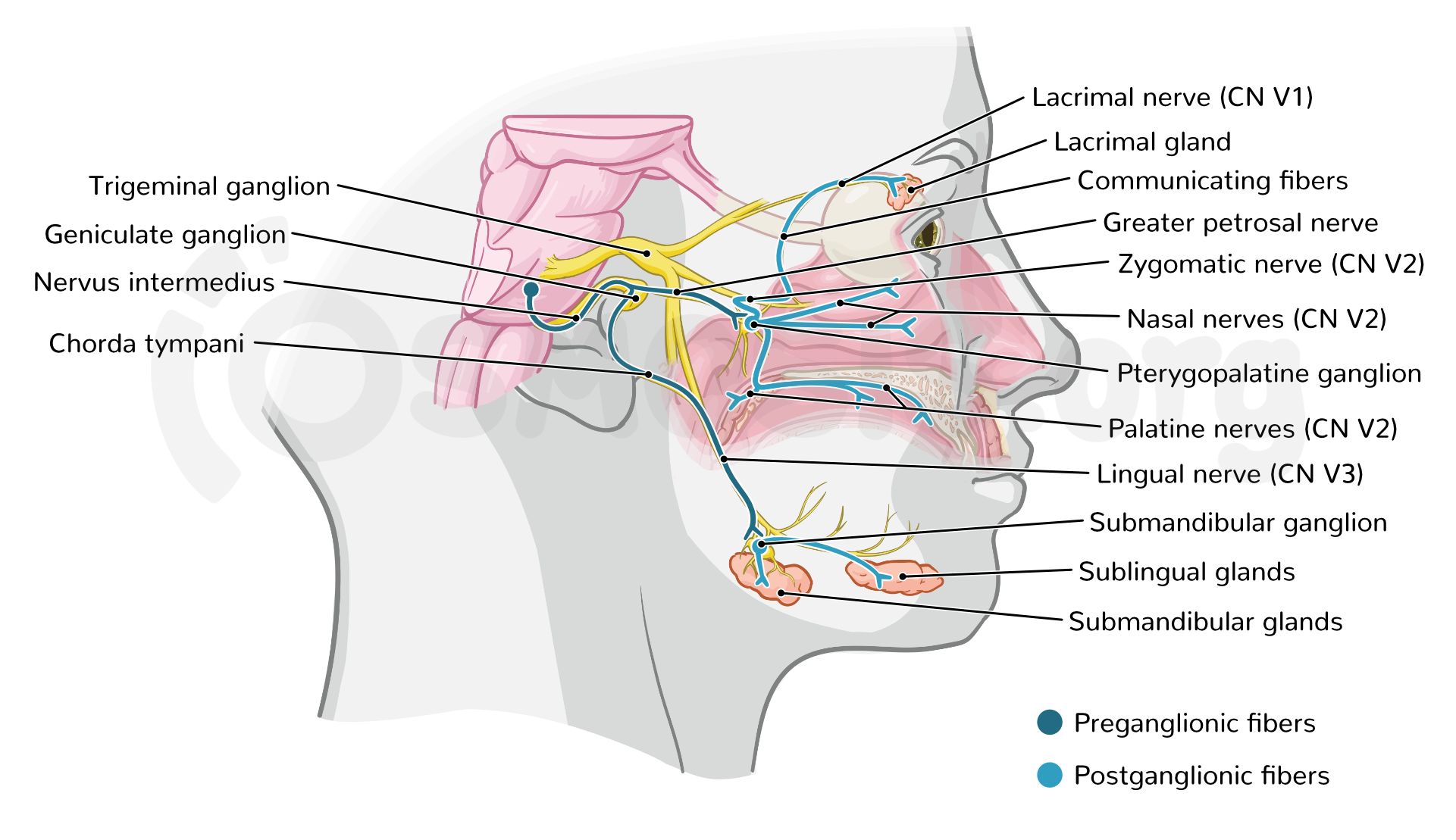 Anatomy Of The Facial Nerve Cn Vii Osmosis