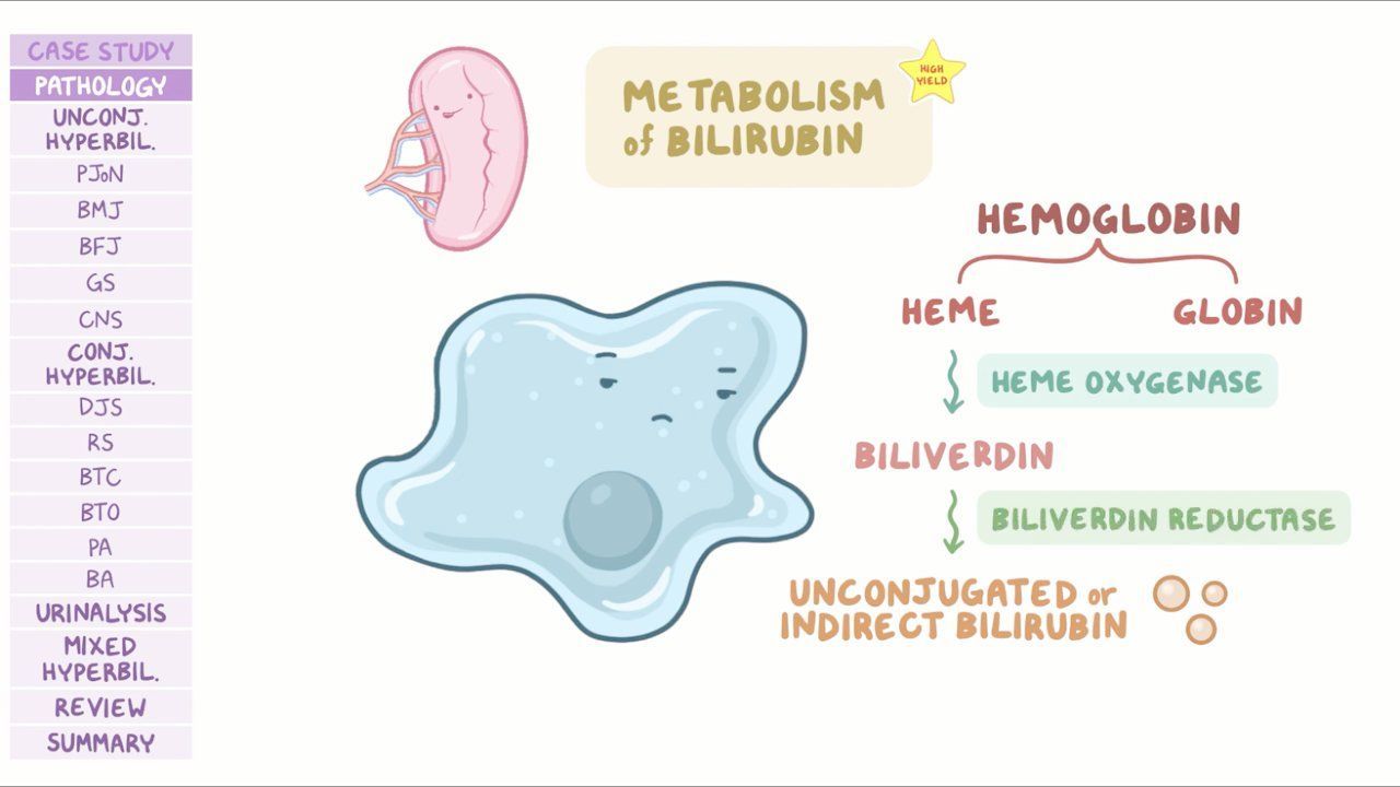 Jaundice Pathology Review Osmosis