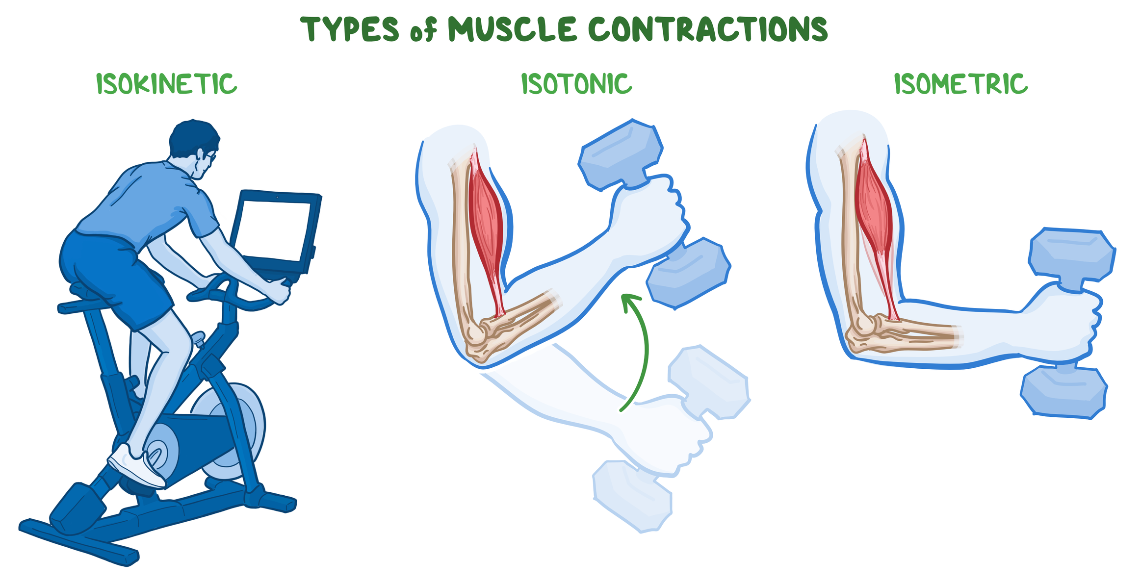 Different Types Of Muscle Contractions Explained