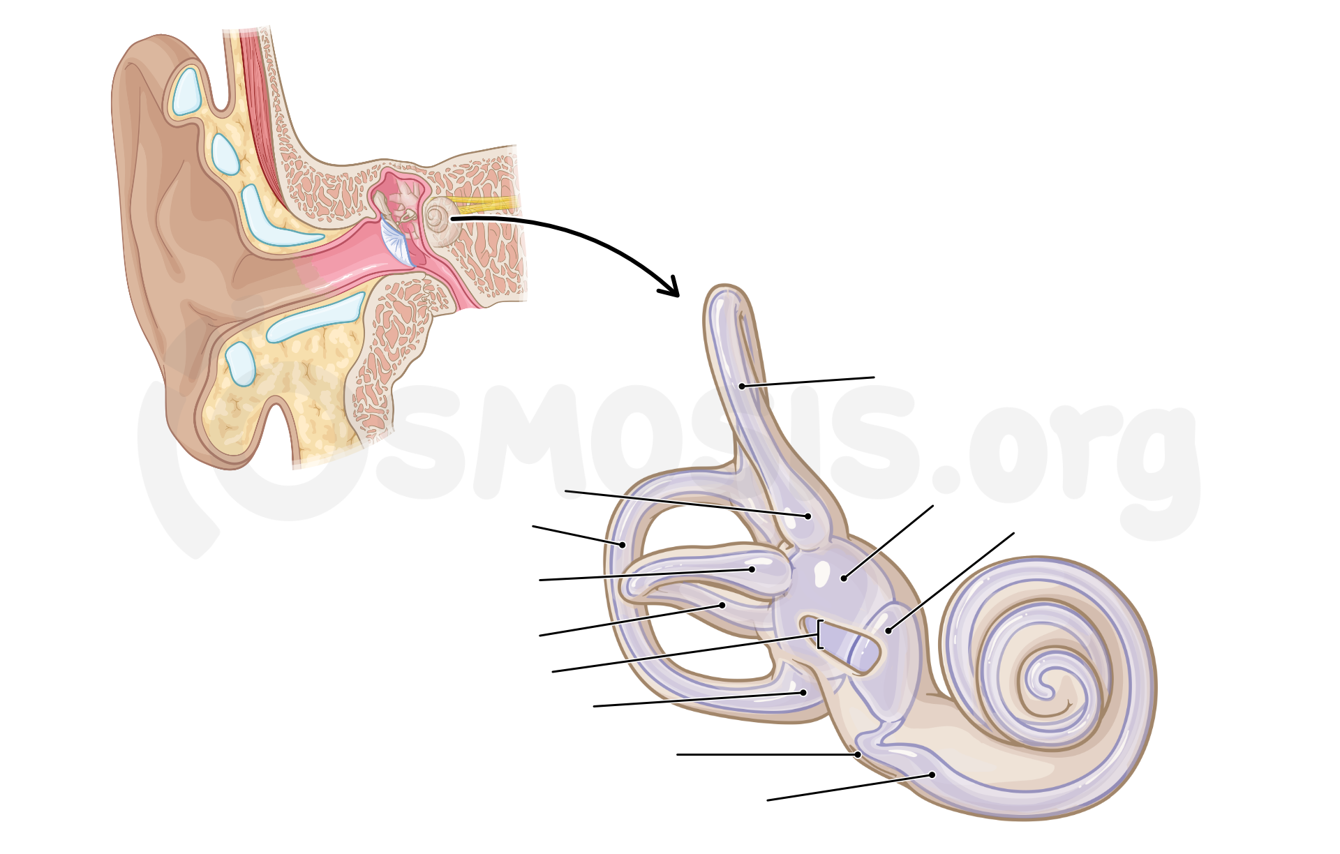 Anatomy Of The Inner Ear Osmosis