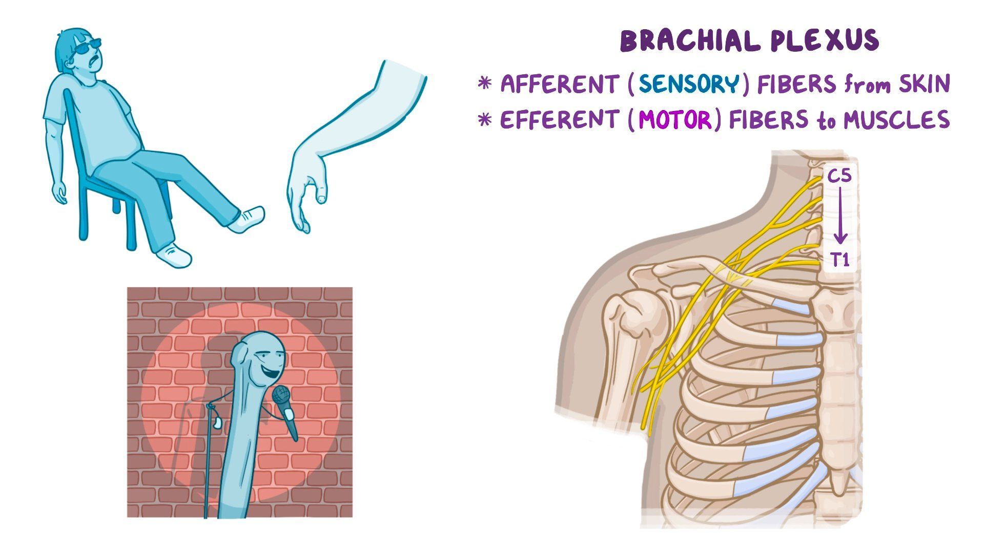 Anatomy Of The Brachial Plexus Osmosis 6fe