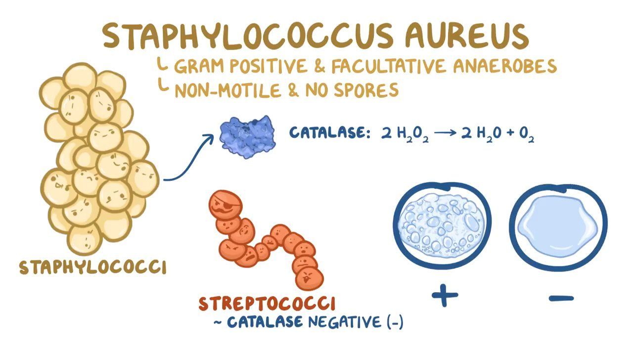 Life Cycle Of Staphylococcus Aureus